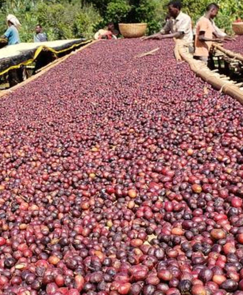 Ethiopia Guji Tabe Burka Natural– Passport Specialty Coffee Roaster