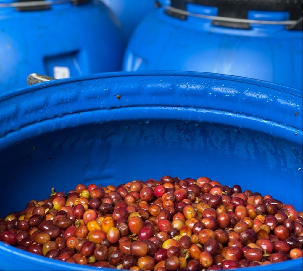 Colombia Finca Santuario Red Bourbon Double CM ESPRESSO– Passport Specialty Coffee Roaster