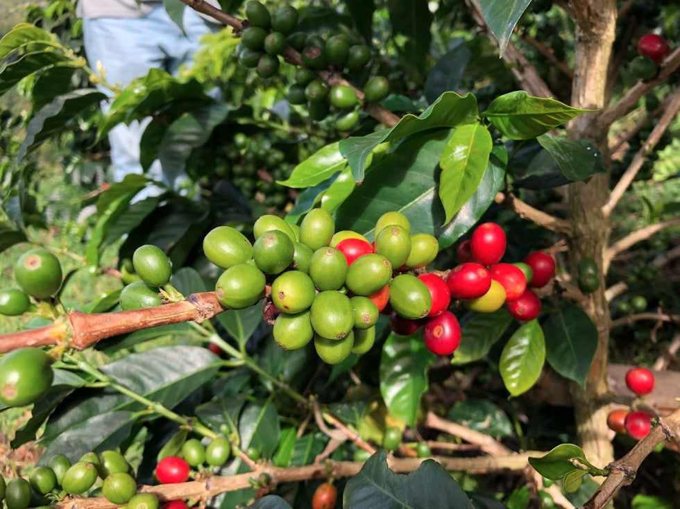 Colombia Campo Hermoso Wush Wush Natural– Passport Specialty Coffee Roaster