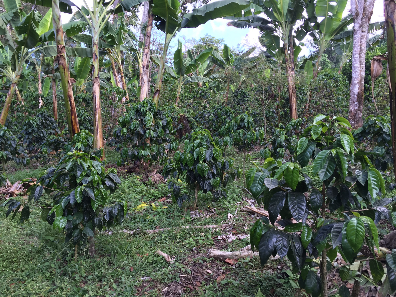 Panama Hartmann Pacamara Black Winey– Passport Specialty Coffee Roaster