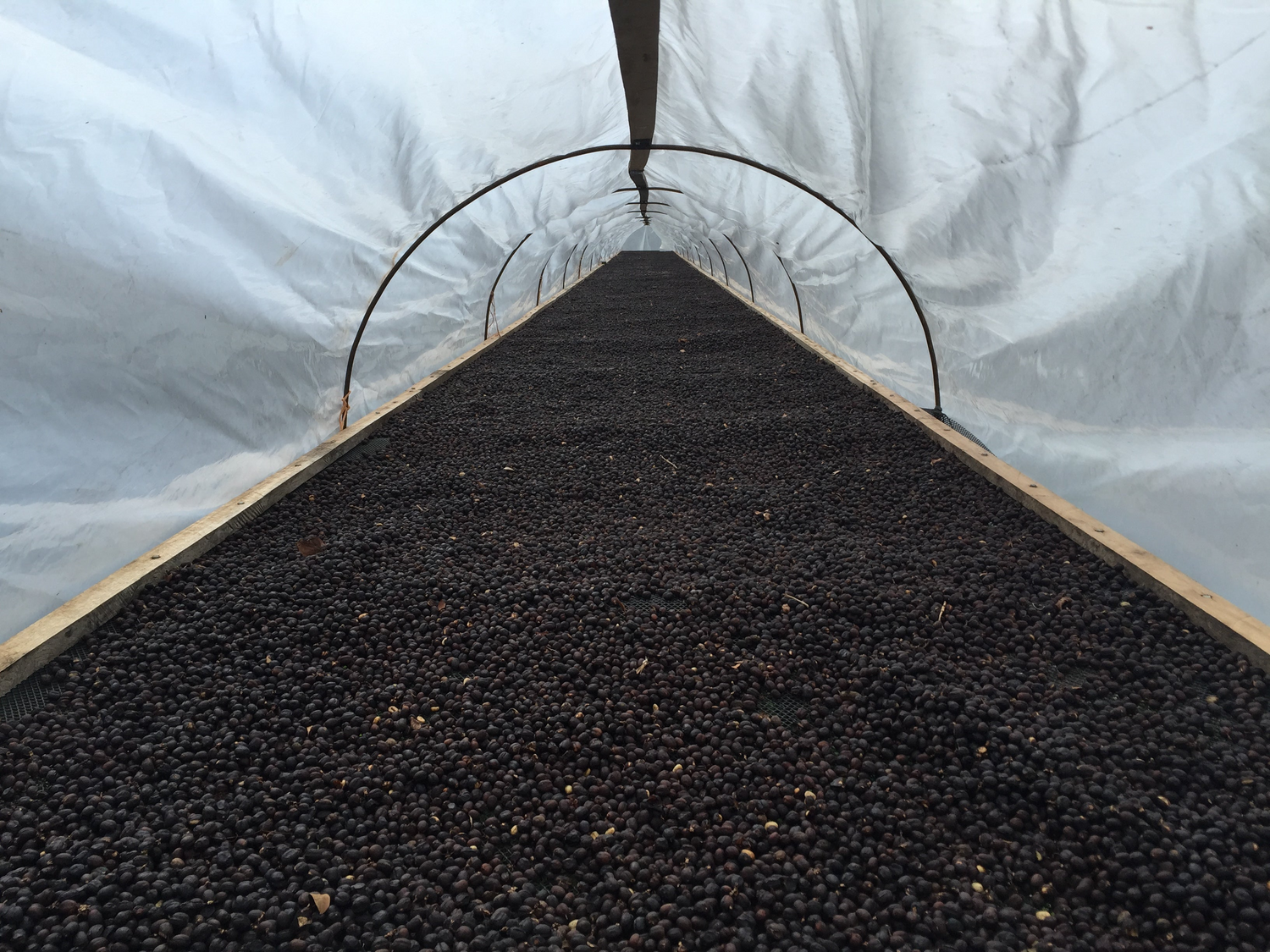 Panama Hartmann Caturra Black Winey– Passport Specialty Coffee Roaster