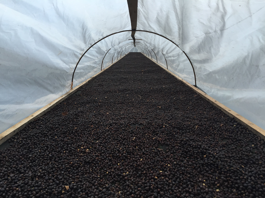 Panama Hartmann Maragogype Black Winey– Passport Specialty Coffee Roaster