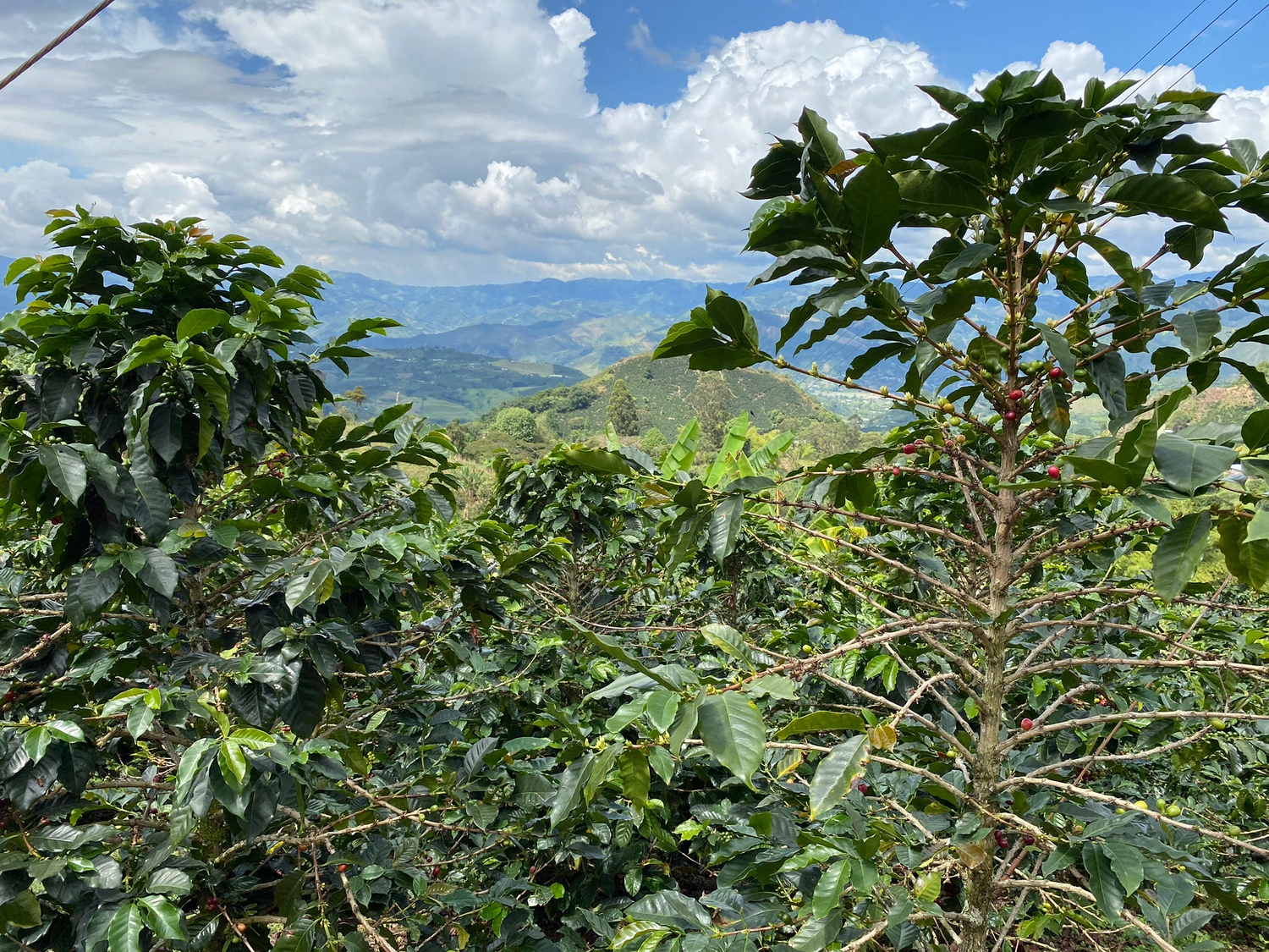 Colombia Finca Napoles– Passport Specialty Coffee Roaster