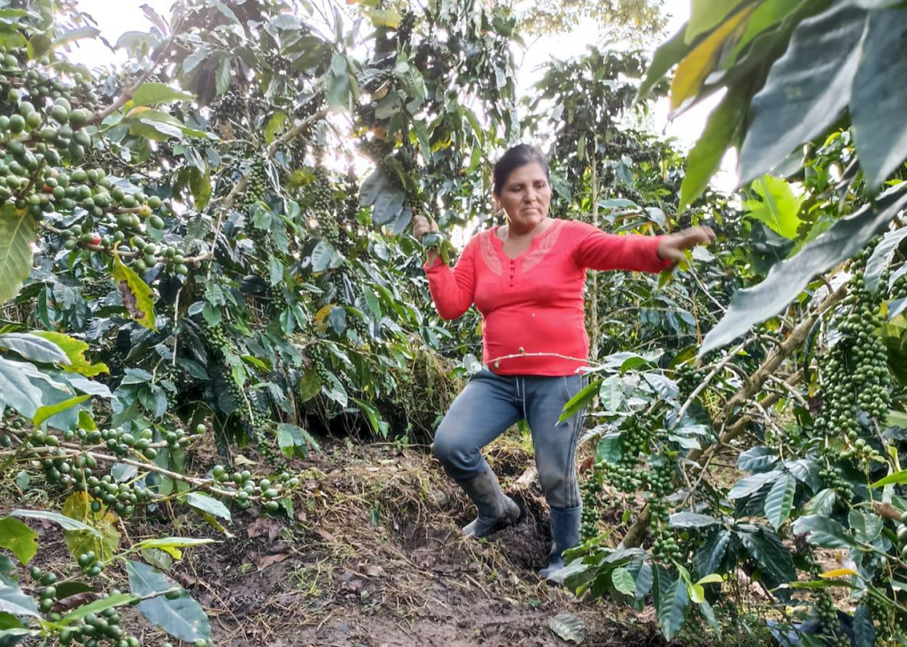 Peru Santa Rosa Natural– Passport Specialty Coffee Roaster