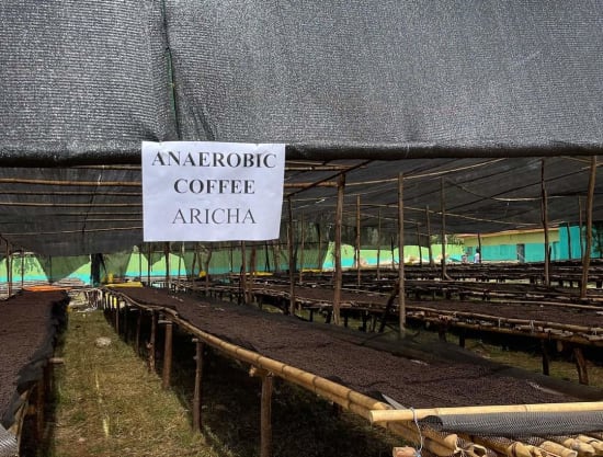 Ethiopia Aricha Anaerobic Natural FILTER– Passport Specialty Coffee Roaster