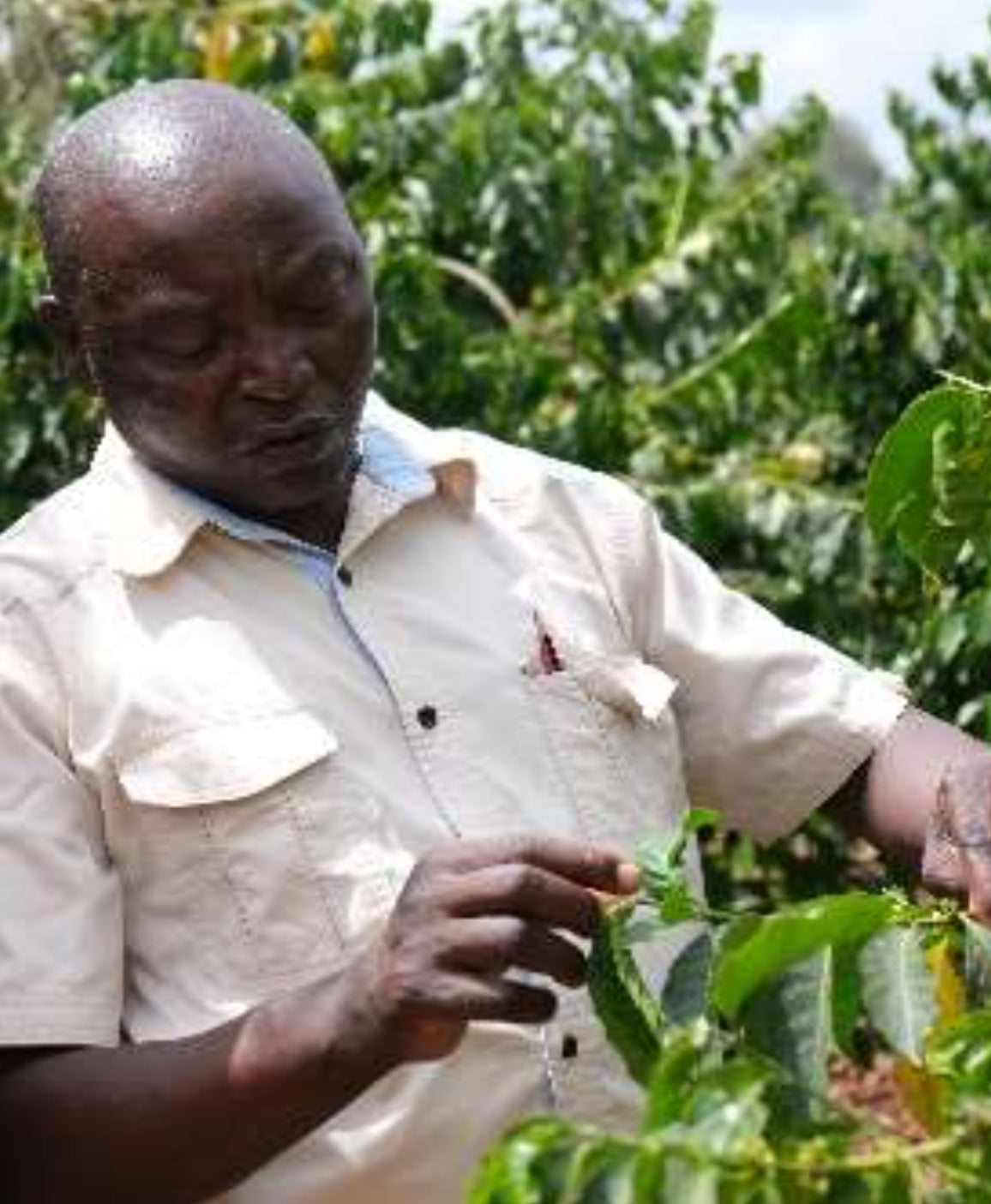 Kenya Endebess Natural Filter– Passport Specialty Coffee Roaster