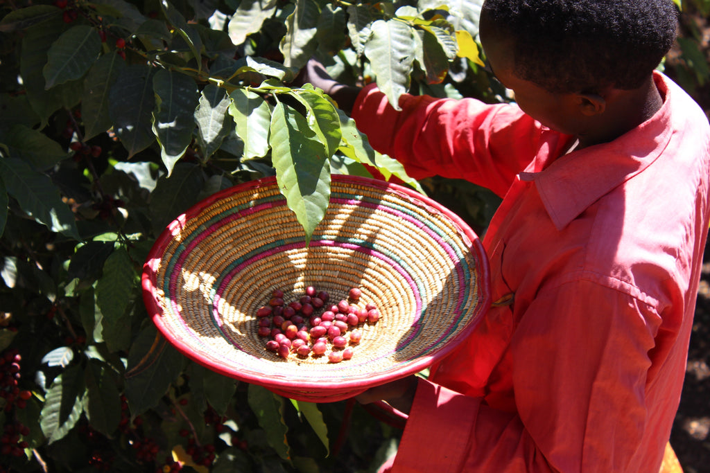 Ethiopia Chelchele Espresso– Passport Specialty Coffee Roaster