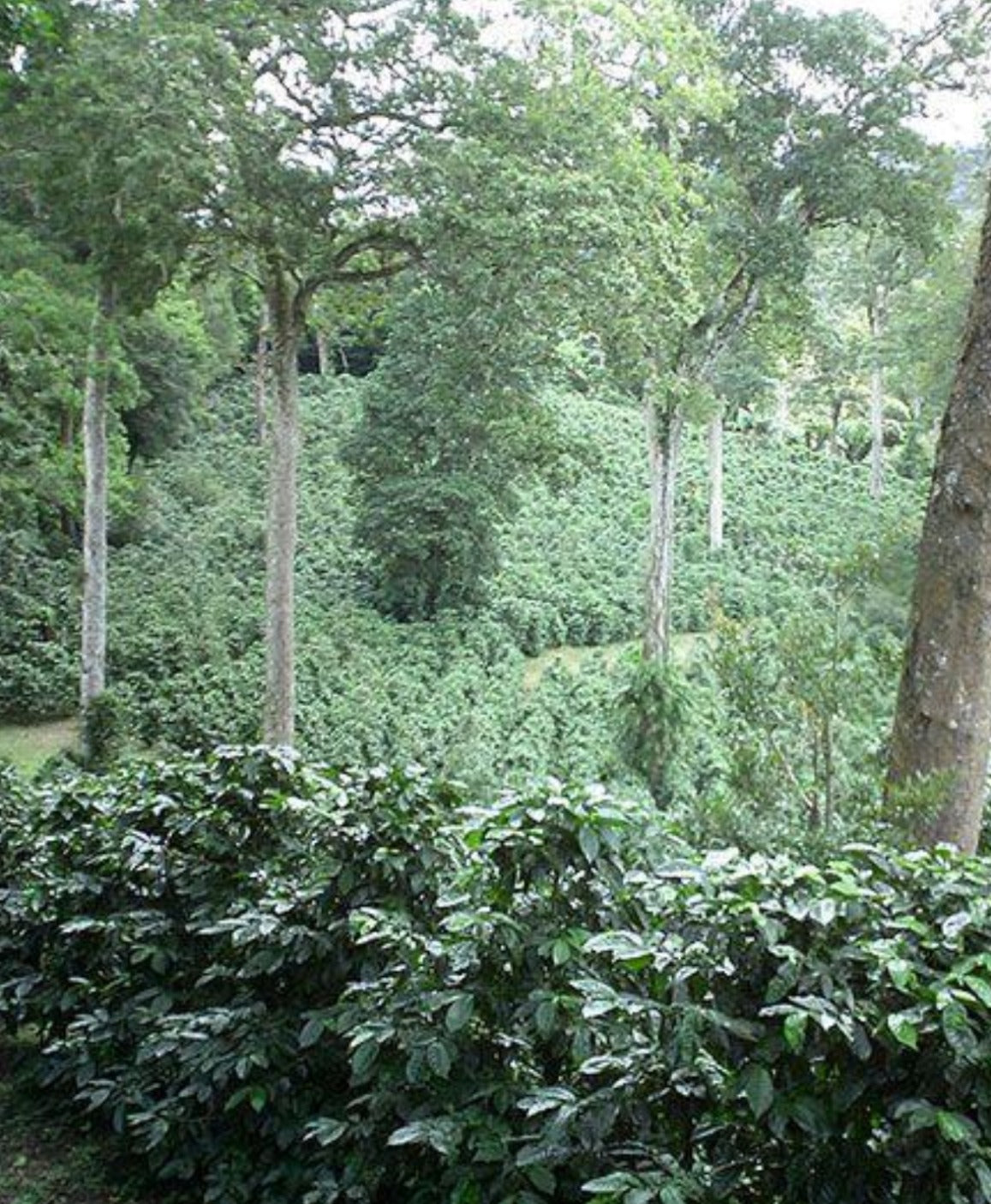 Panama Hartmann Caturra Black Winey Espresso– Passport Specialty Coffee ...