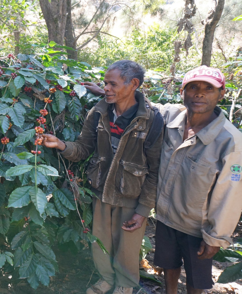 Timor Leste Lutlala Espresso– Passport Specialty Coffee Roaster