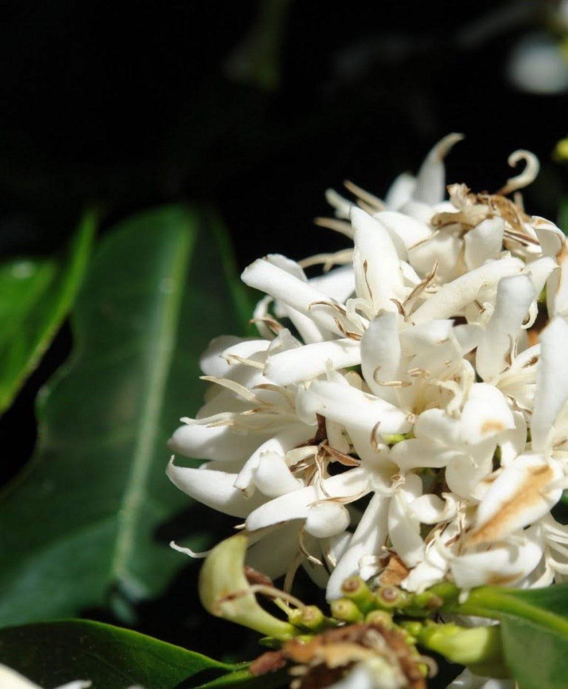 Panama Hartmann Geisha Black Winey Filter– Passport Specialty Coffee ...