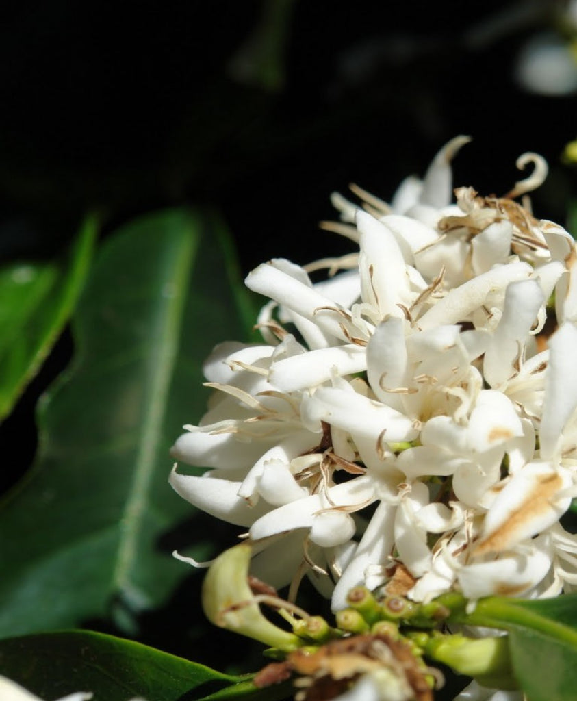 Panama Hartmann Pacamara Winey Filter– Passport Specialty Coffee Roaster